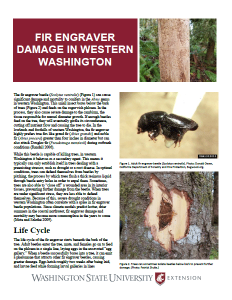 Fir Engraver Damage in Western Washington | WSU Extension Publications ...