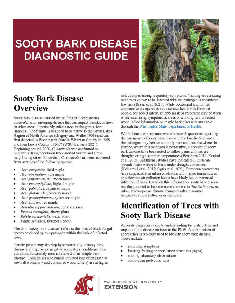 Sooty Bark Disease Diagnostic Guide | WSU Extension Publications | Washington State University