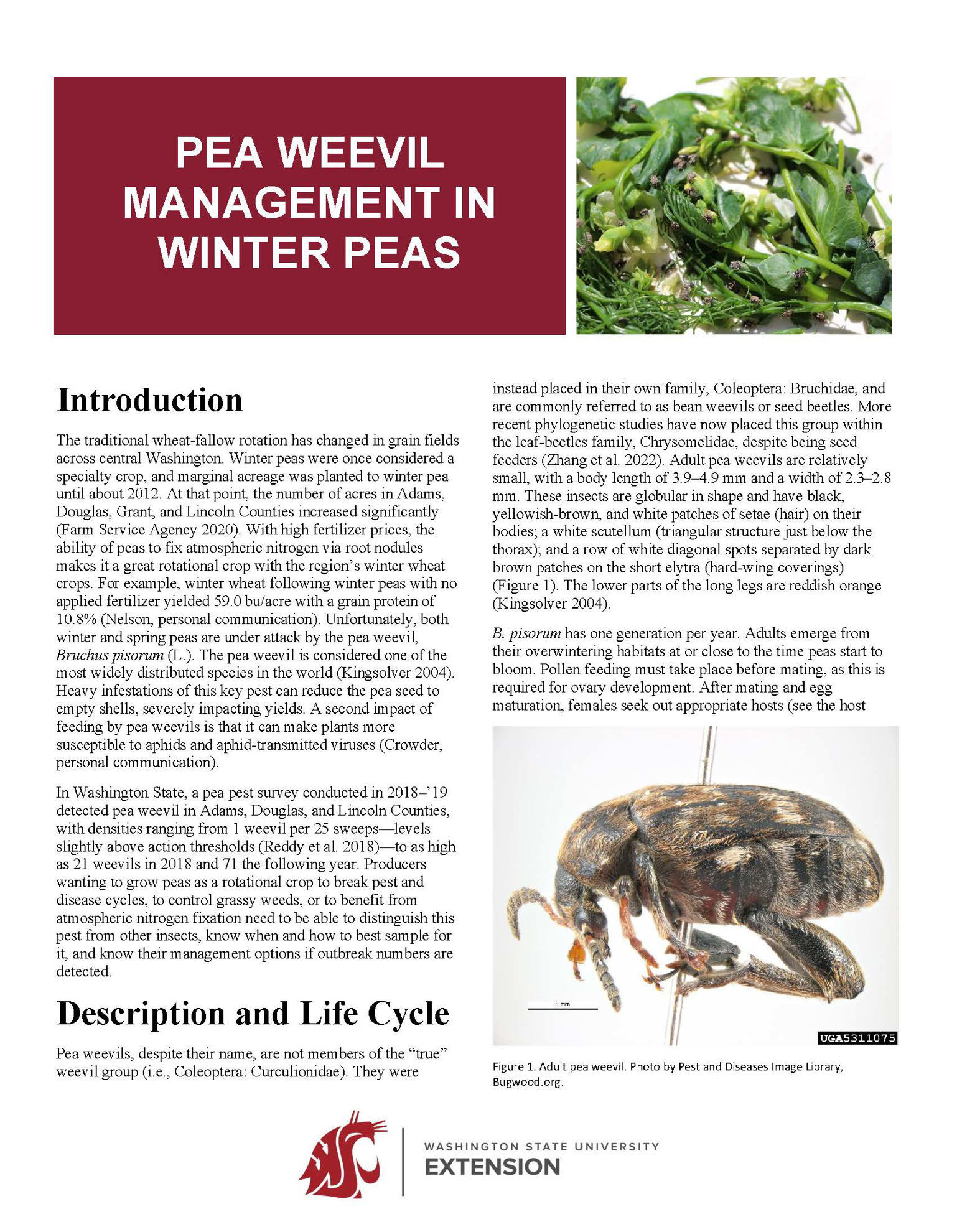 Pea Weevil Management in Winter Peas | WSU Extension Publications ...