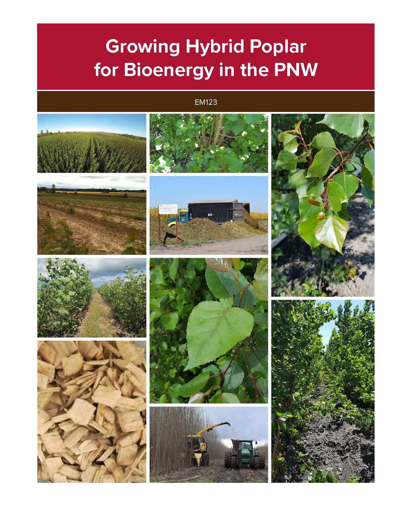 Growing Hybrid Poplar for Bioenergy in the PNW | WSU Extension ...