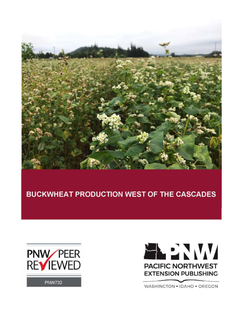 Buckwheat Production West of the Cascades | WSU Extension Publications ...