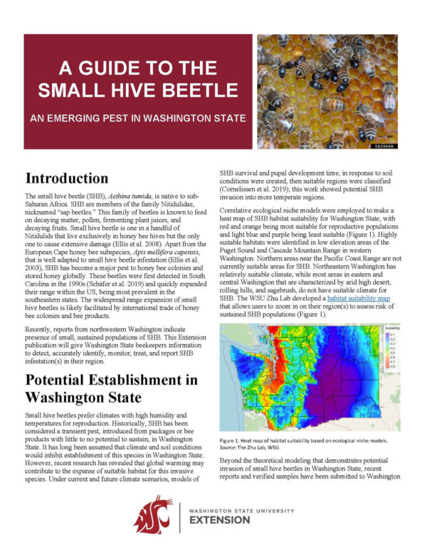 A Guide to the Small Hive Beetle: An Emerging Pest in Washington State ...