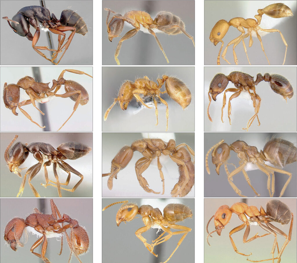 Identification and Habits of Key Ant Pests in the Pacific Northwest ...