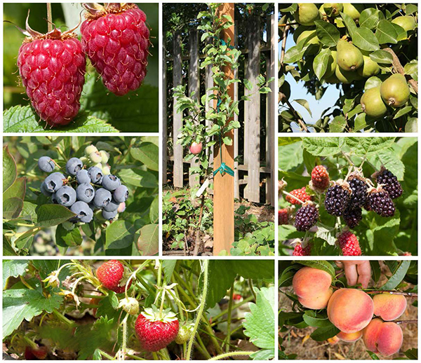 Organic Pest and Disease Management in Home Fruit Trees and Berry ...