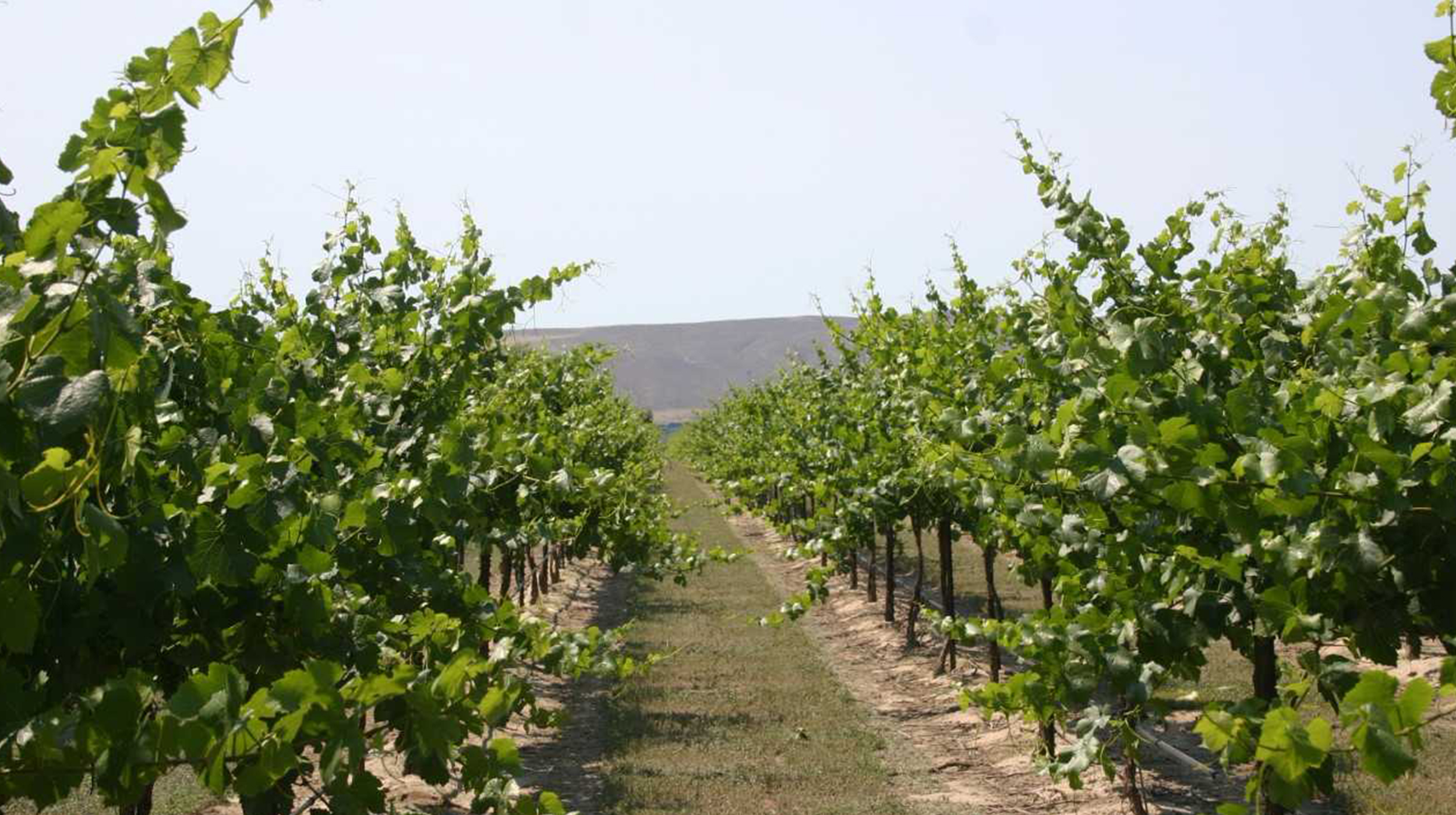 Vineyard Nutrient Management in Washington State | WSU Extension ...