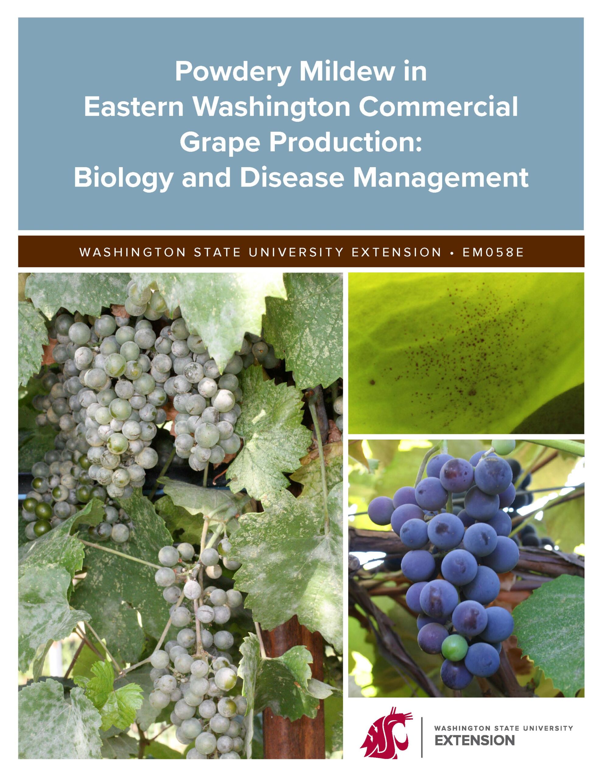 Powdery Mildew in Eastern Washington Commercial Grape Production ...