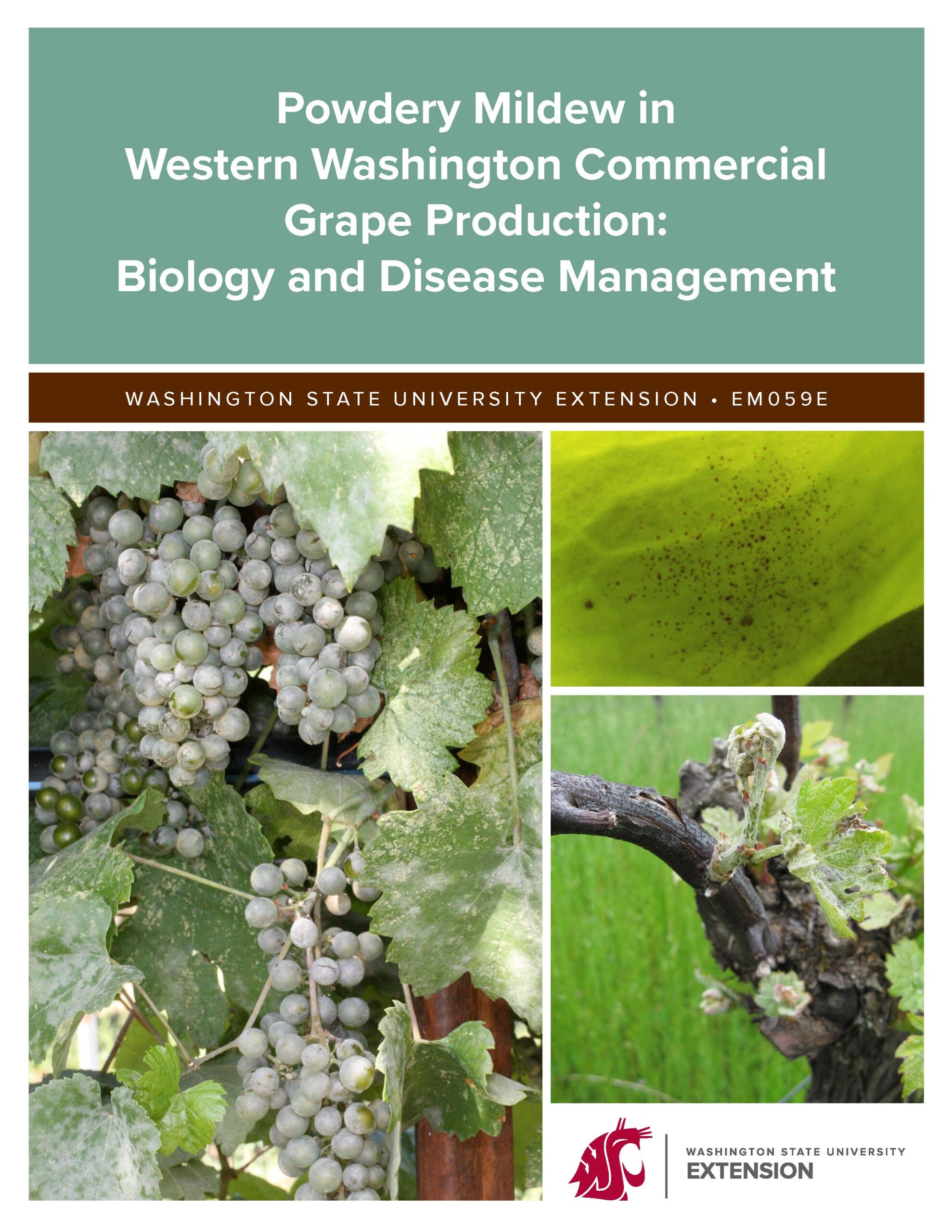 Powdery Mildew in Western Washington Commercial Grape Production: Biology and Disease Management ...