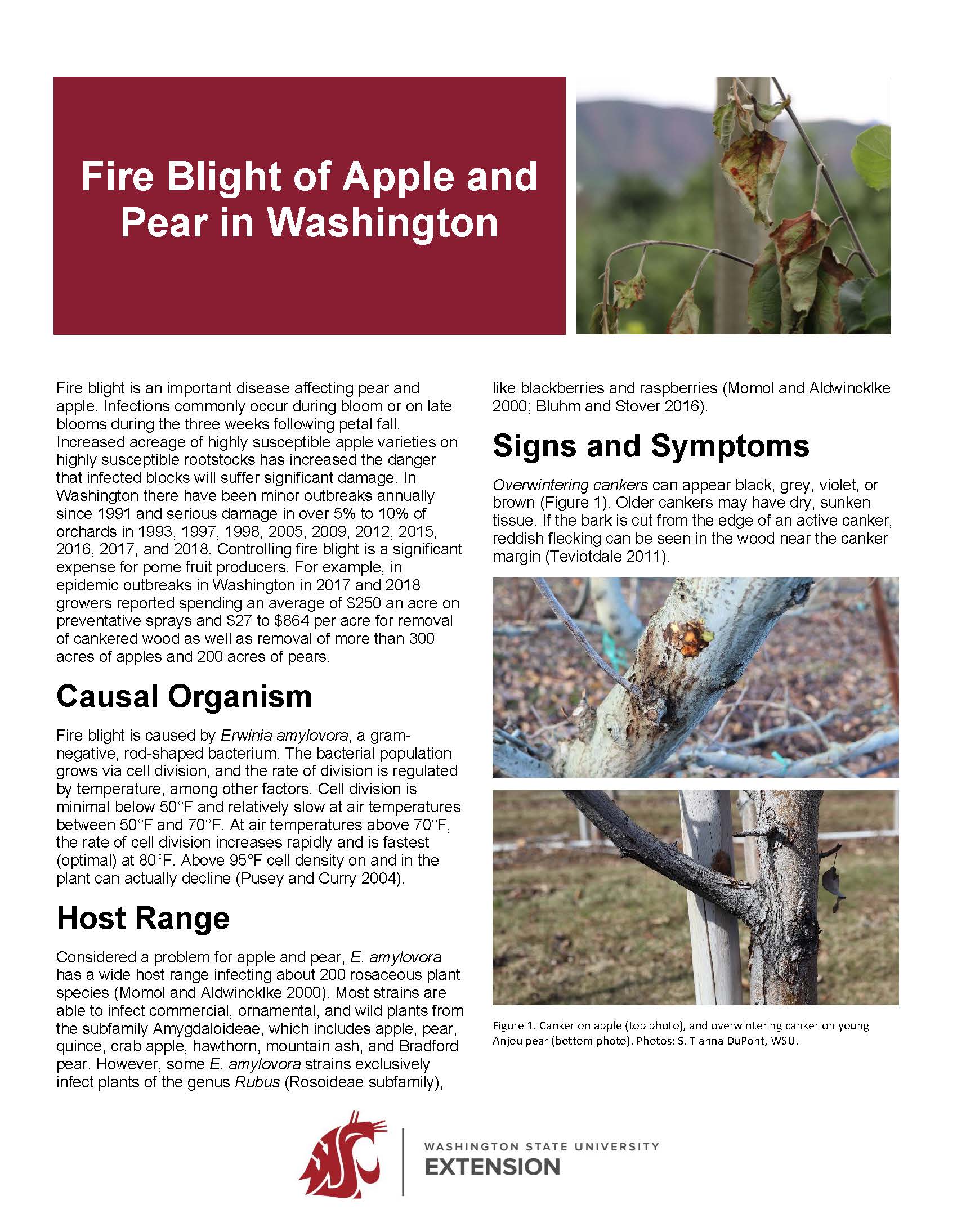 Fire Blight of Apple and Pear in Washington | WSU Extension ...