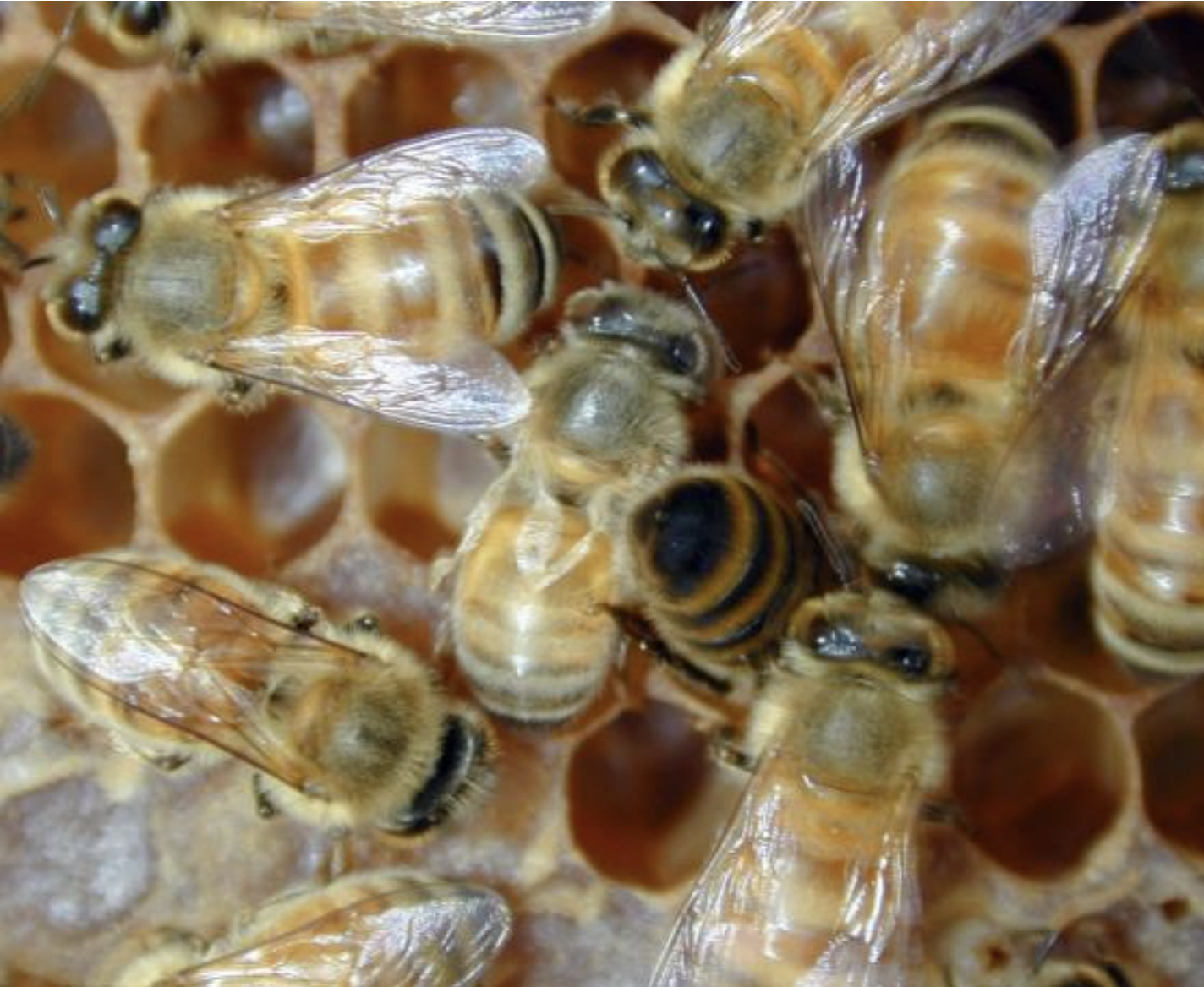 Un recorrido por los diferentes ácaros en las colonias de abejas ...