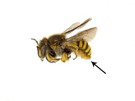 Introducción a las abejas que anidan en cavidades en el Estrecho de ...