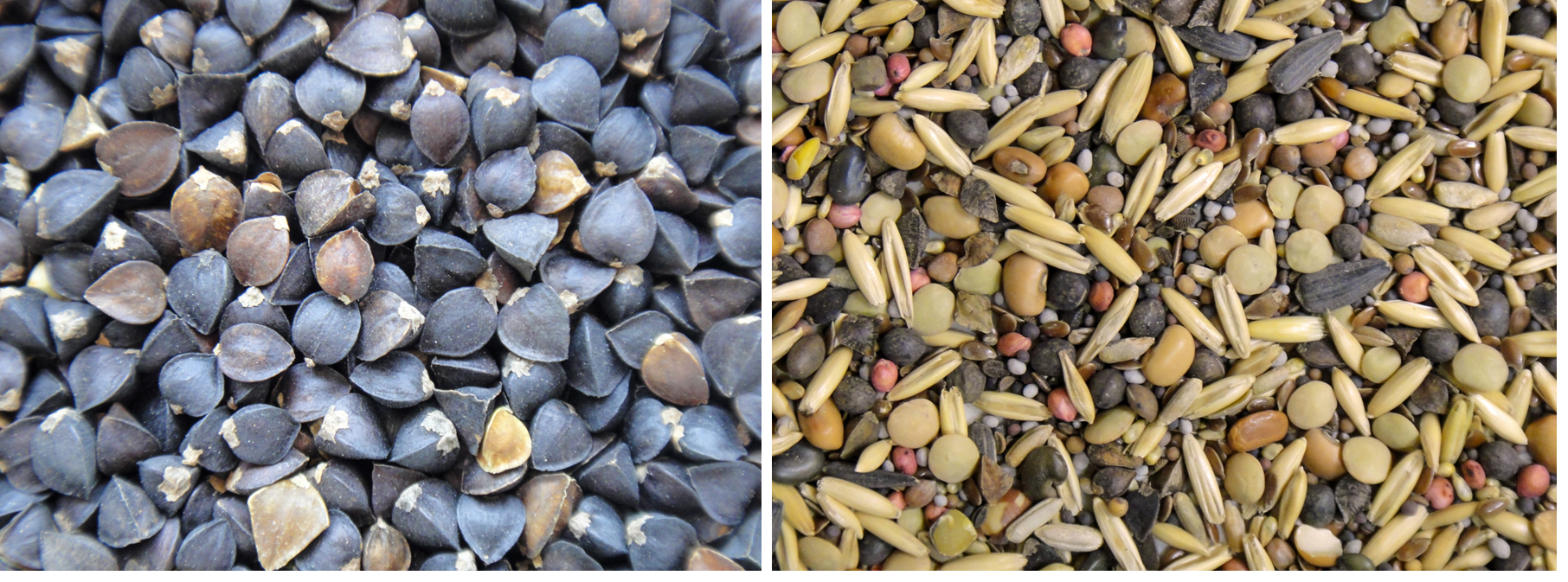 Cover Crop Mixtures vs. Monocultures: What the Research Shows | WSU ...