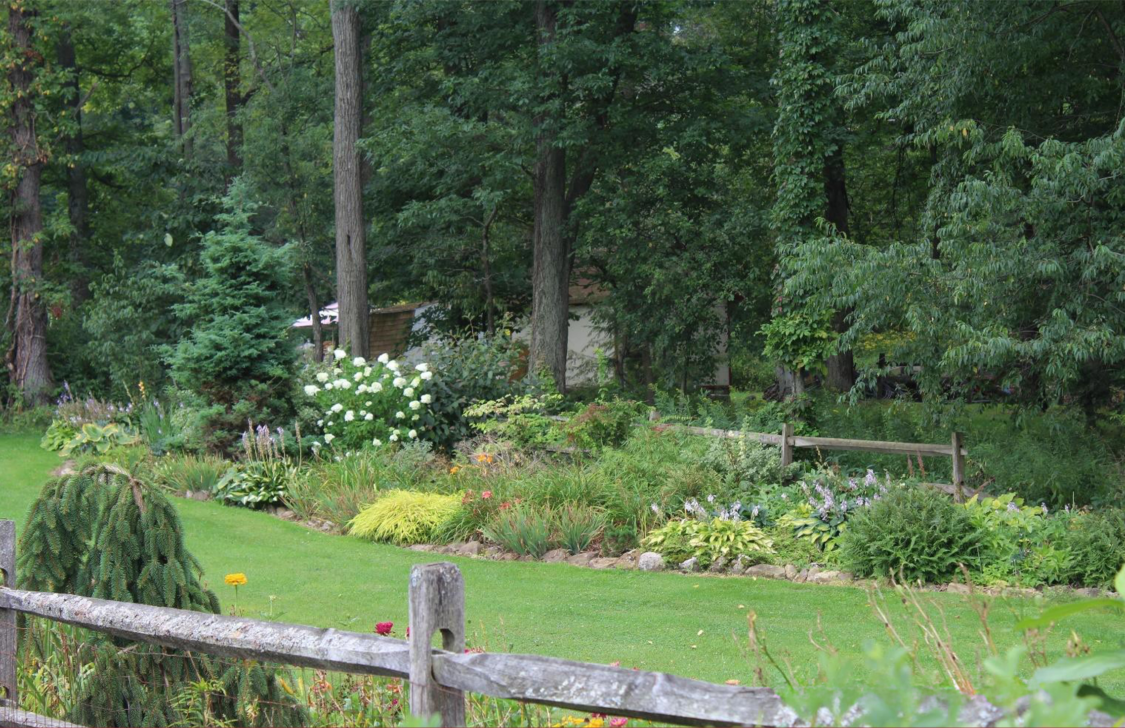 Do Black Walnut Trees Have Allelopathic Effects on Other Plants? (Home ...