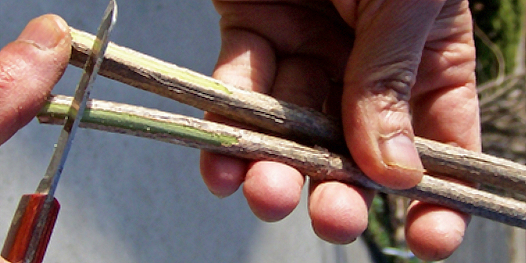 Propagating Shrubs, Vines, and Trees from Stem Cuttings | WSU Extension ...
