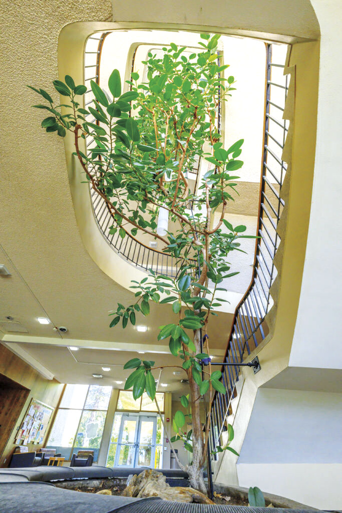 The Education Legacy Tree | College of Education, Sport, and Human ...