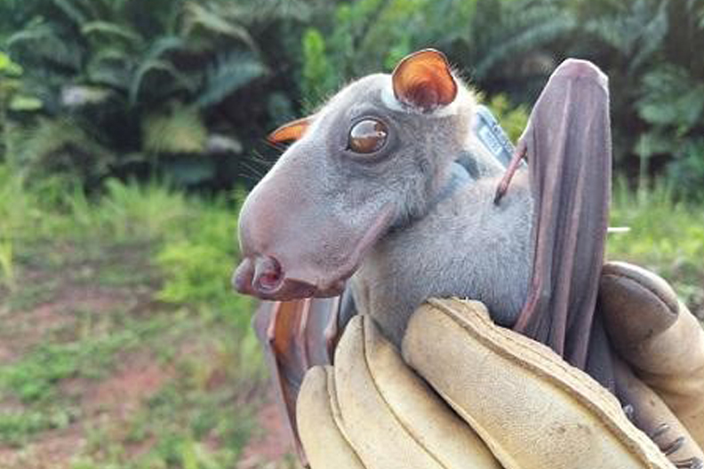 Creatures of the Night: Bats and Breakthroughs | Events | Washington ...