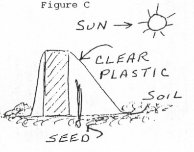 Germinating Corn Seed | Snohomish County | Washington State University