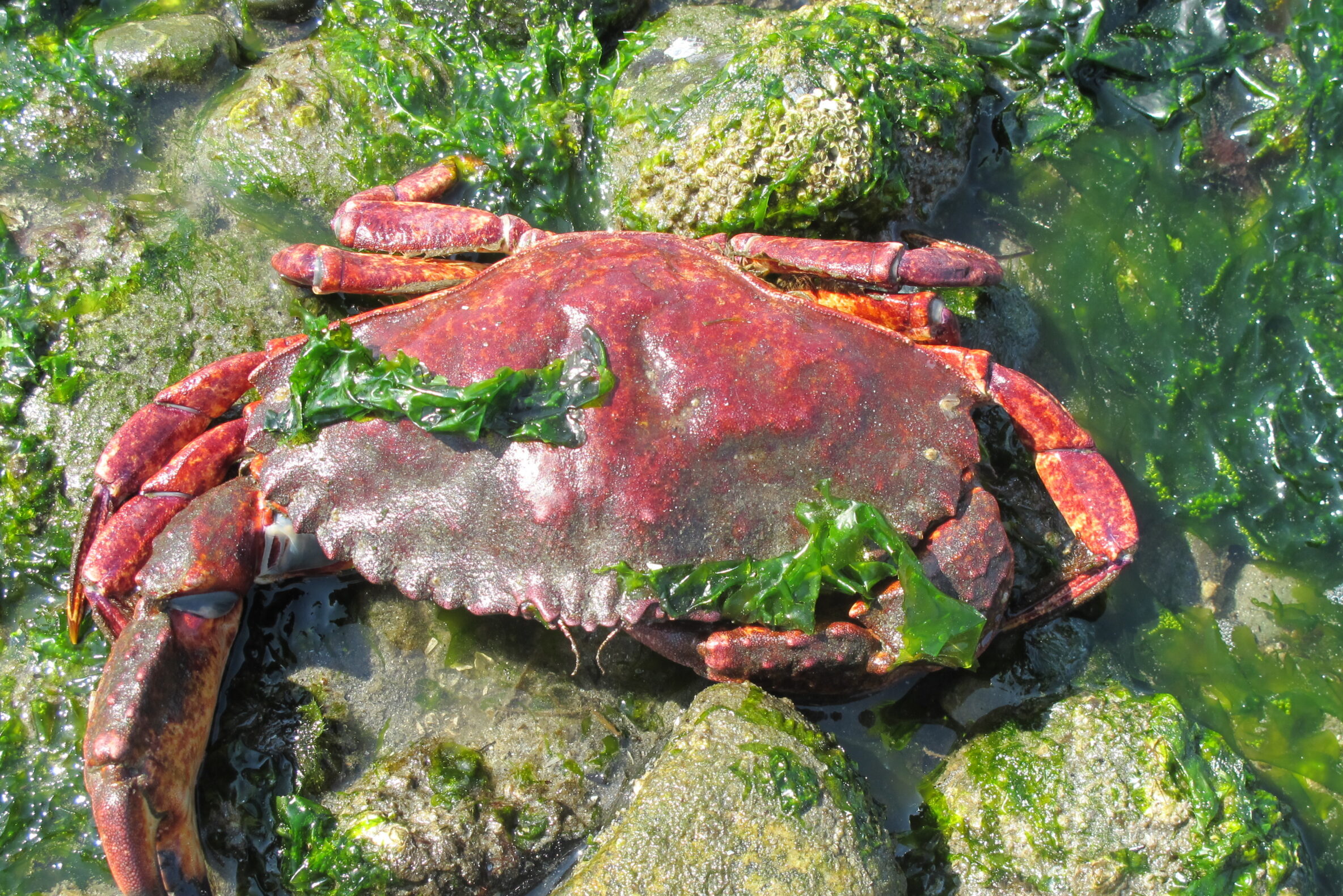 Beach Watchers | Snohomish County | Washington State University
