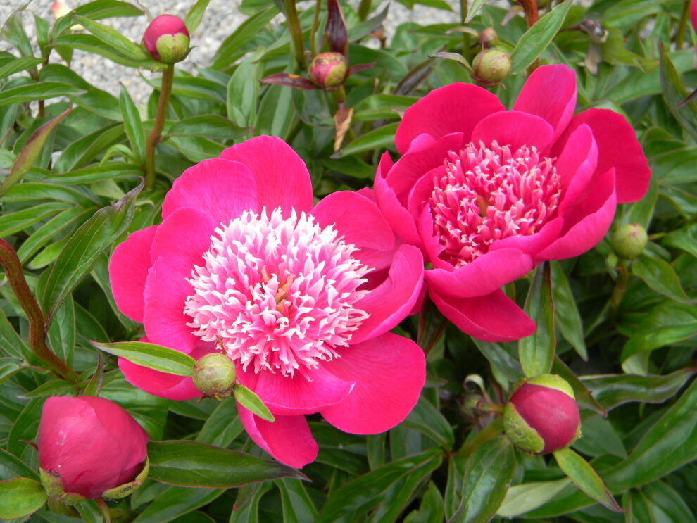 Unlocking the Possibilities – Growing Peonies from Seed | Thurston ...