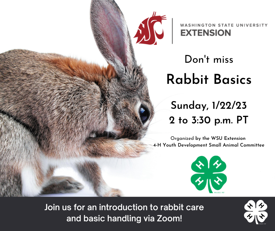 4-H Rabbit Basics (Zoom Meeting) | Thurston County | Washington State ...