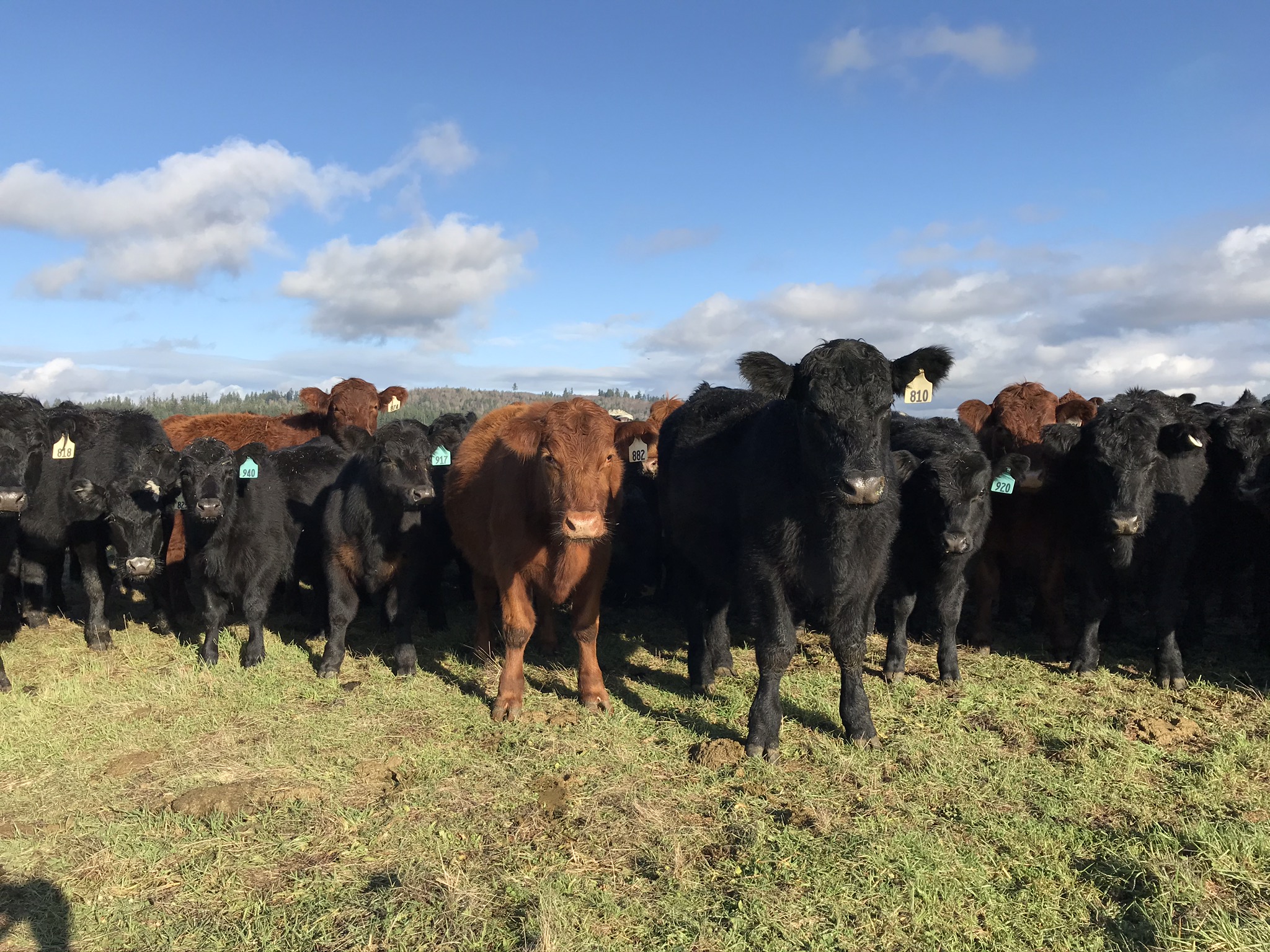 Beef | Thurston County | Washington State University