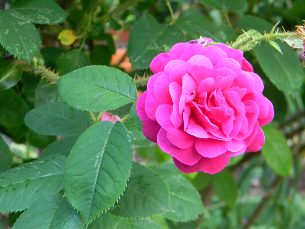 Rose Garden Showcase at Closed Loop Park Demonstration Garden ...