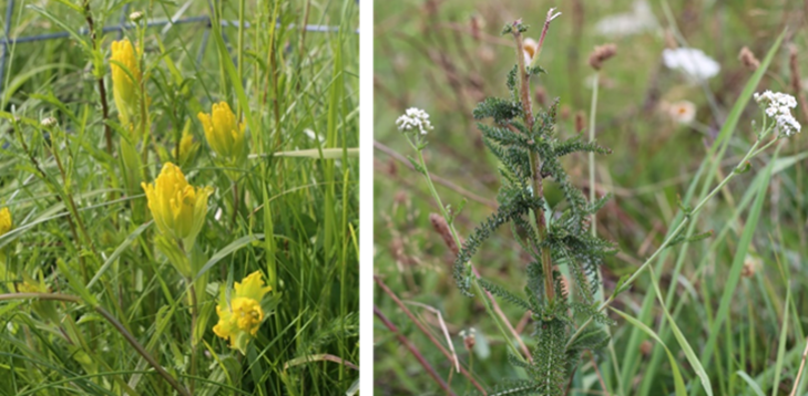 Plant Response to Grazing: Manage Grazing to Guide Plant Community ...