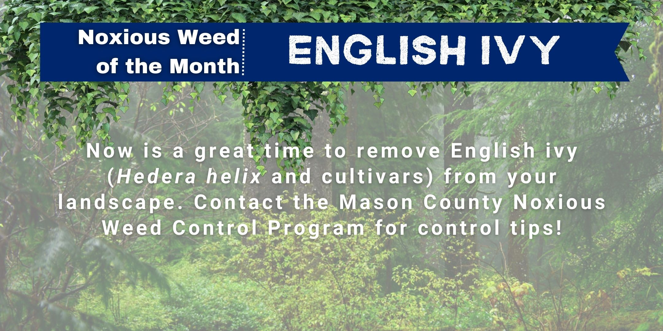 Mason County Noxious Weed Control Program | Mason County | Washington State University