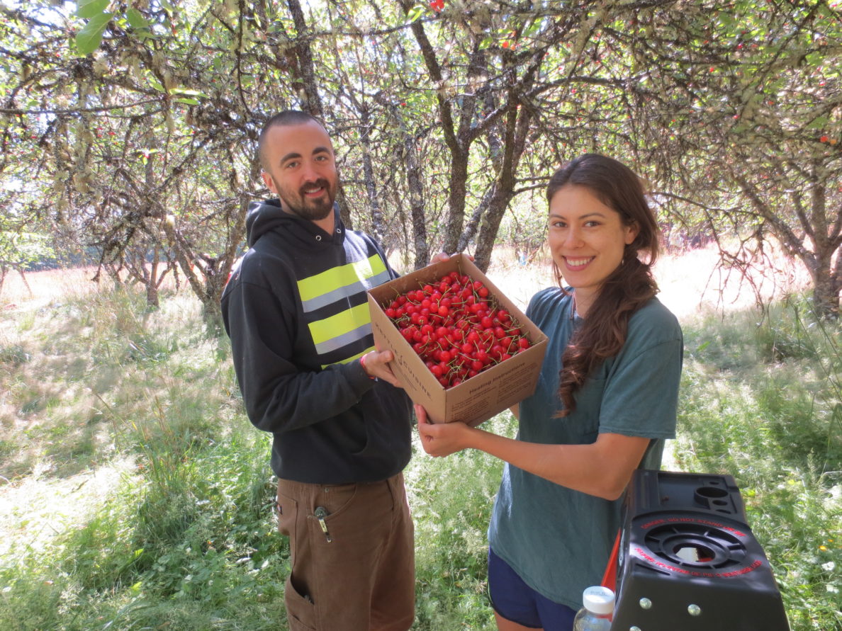 Gleaning | Clallam County | Washington State University