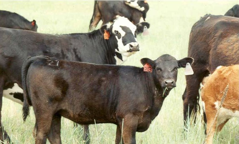 Animal Science | Benton & Franklin Counties | Washington State University