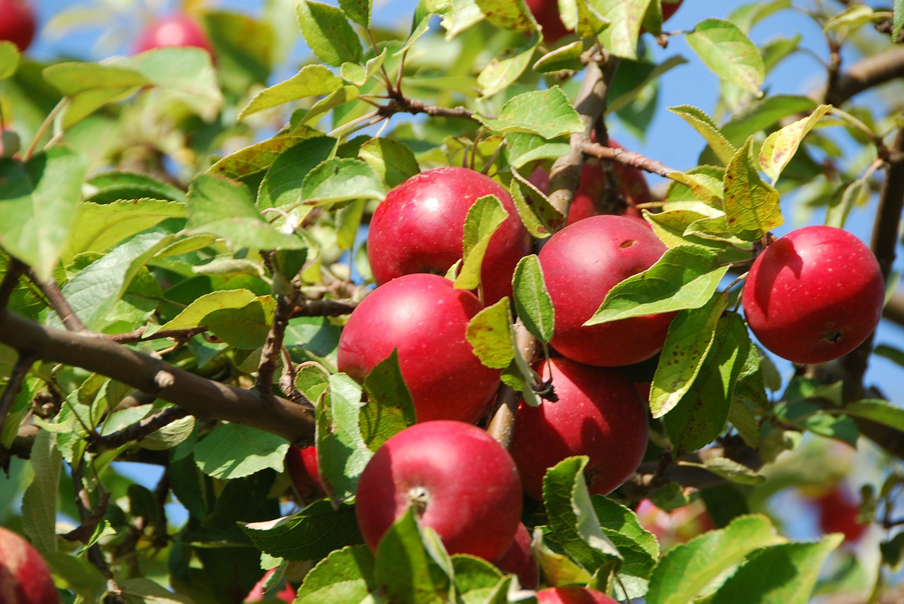 Home Fruit Production | Benton & Franklin Counties | Washington State ...
