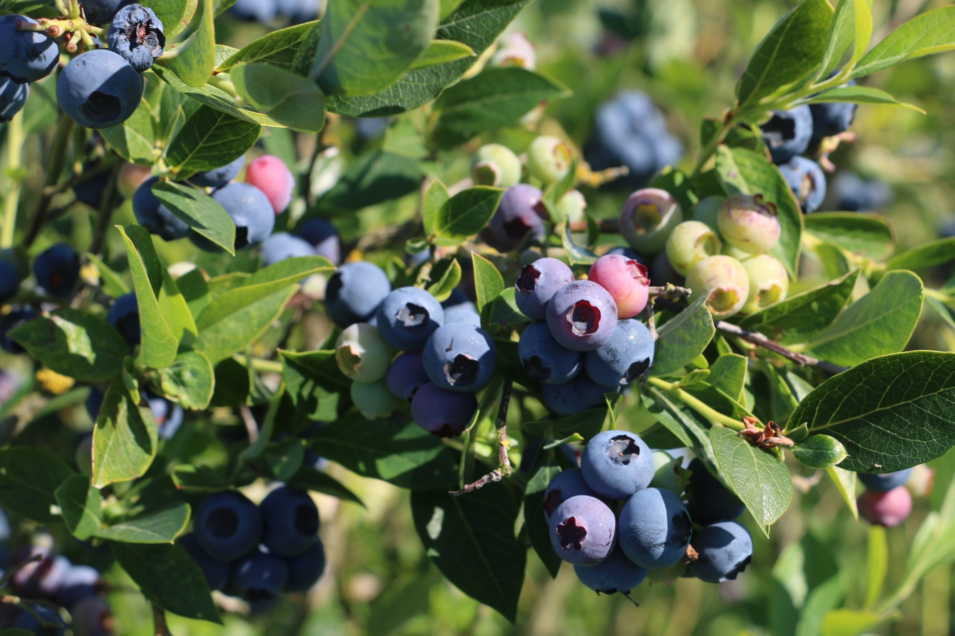 2025 Western Washington Berry Workshop | Skagit County | Washington ...