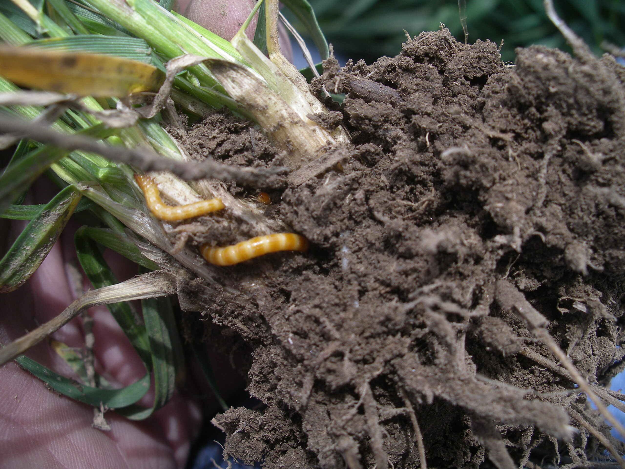 Wireworm Research | Lincoln & Adams Counties | Washington State University