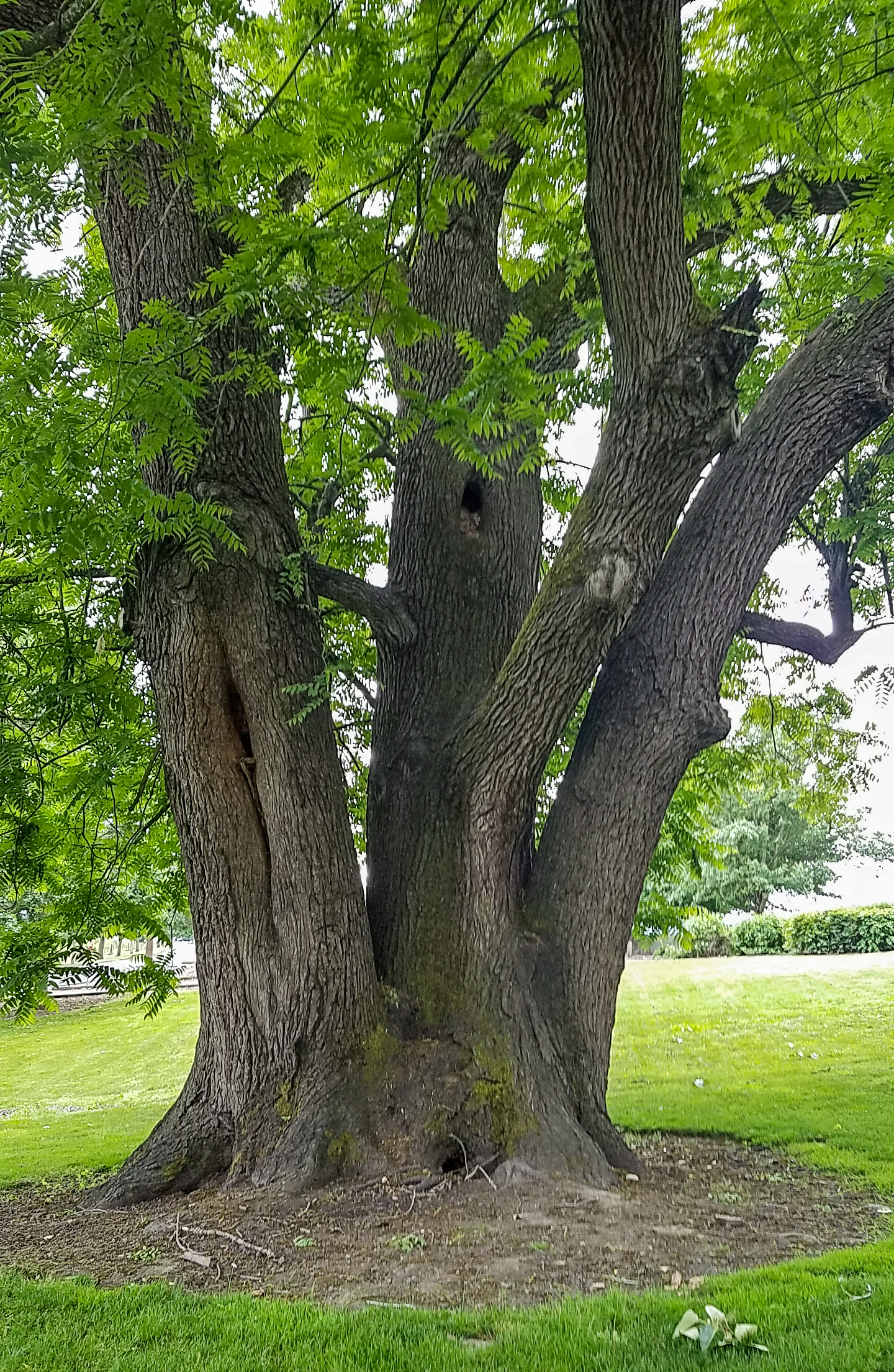 Black Walnut | Clark County | Washington State University
