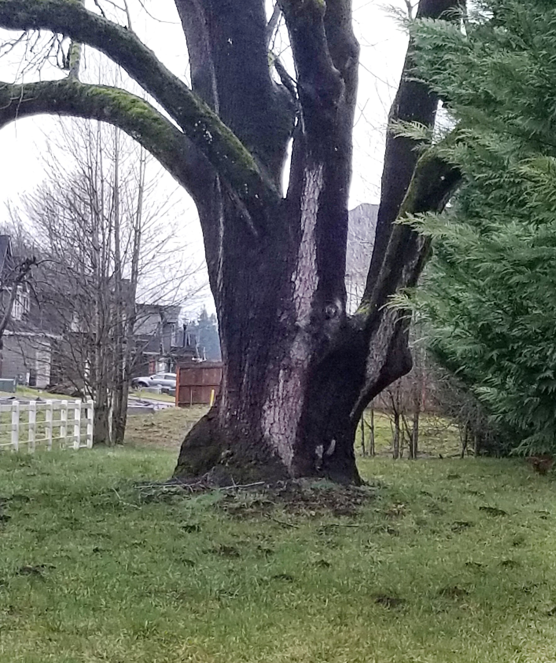 Black Walnut | Clark County | Washington State University