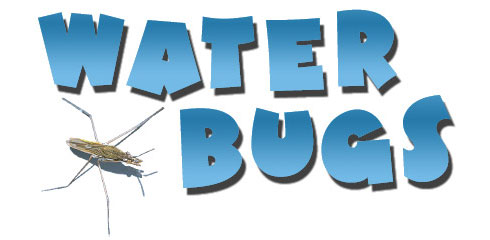 Water Bugs – Citizen-Scientist: Skill Level Three | Whatcom County ...