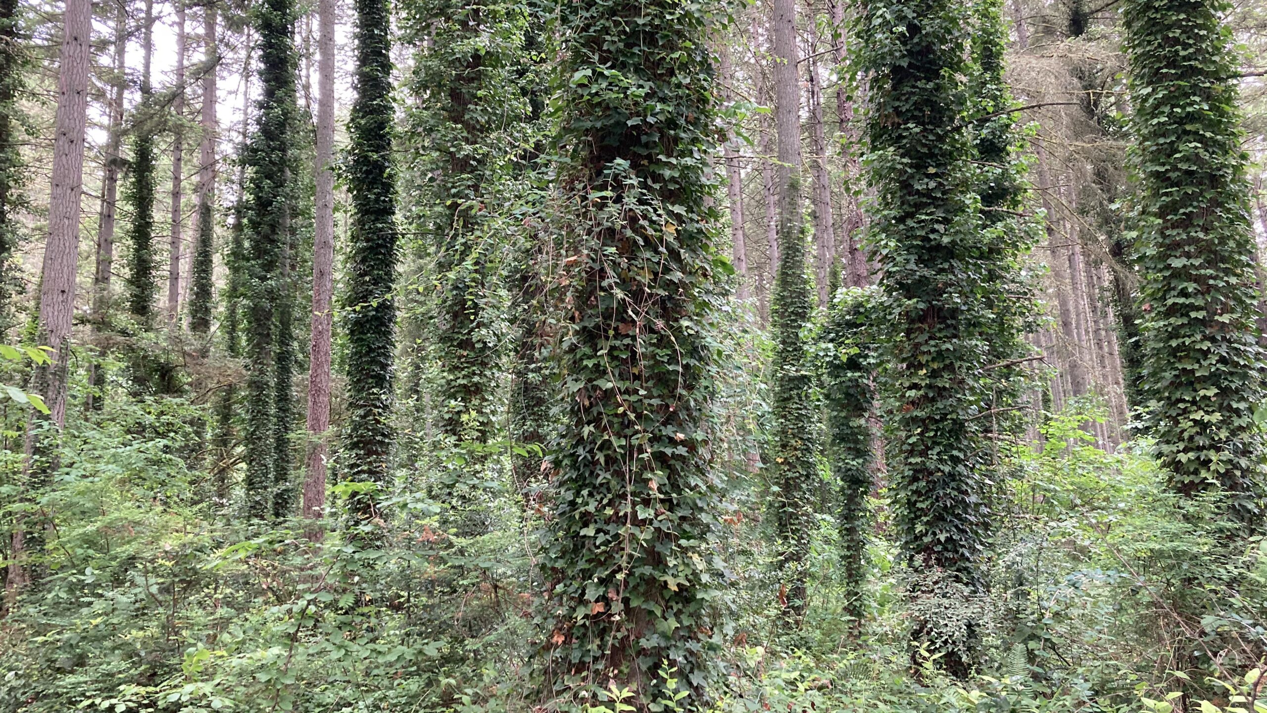 Invasive Species in the Pacific Northwest | Invasive Species ...