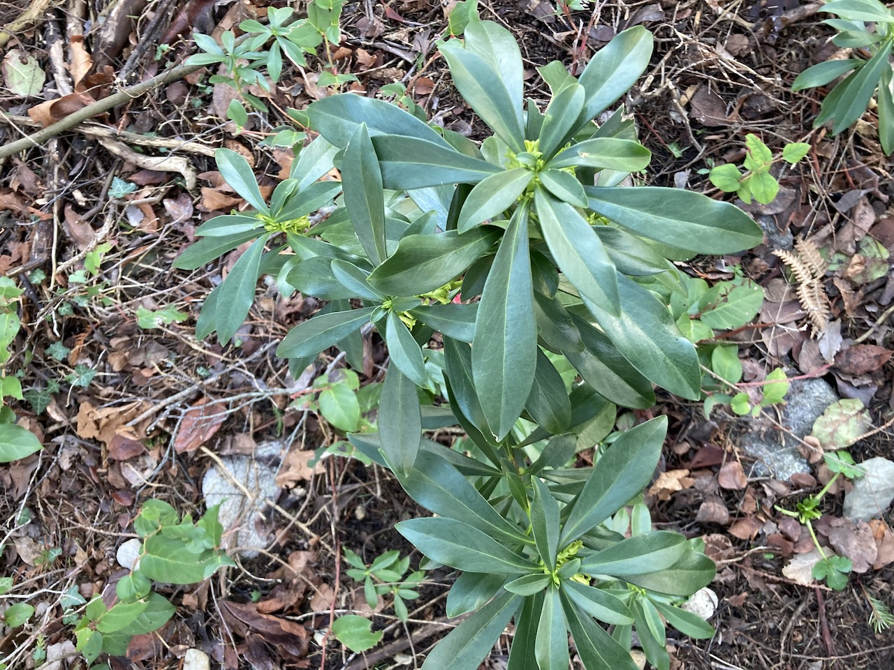 Recordings | Invasive Species | Washington State University