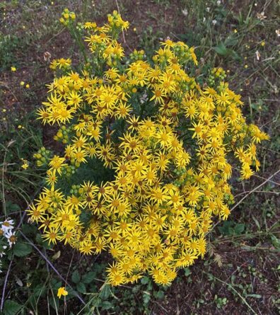 Invasive Species in the Pacific Northwest | Invasive Species ...