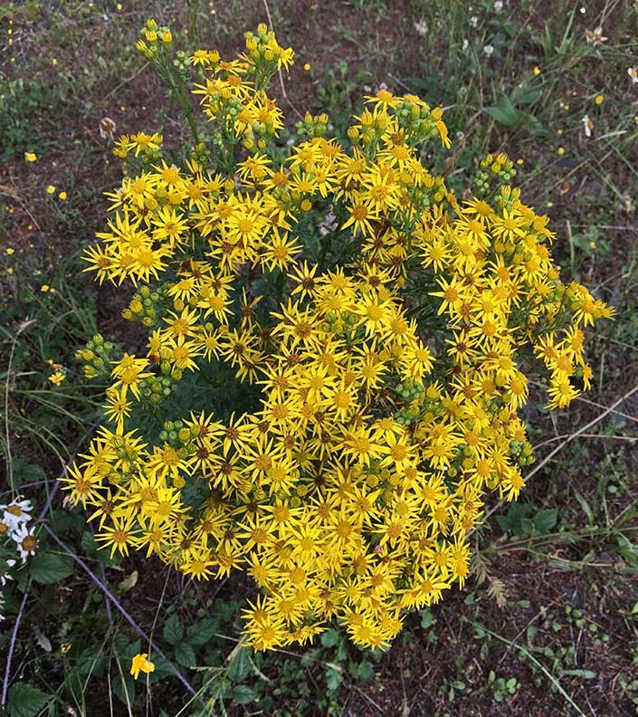 Invasive Species in the Pacific Northwest | Invasive Species ...