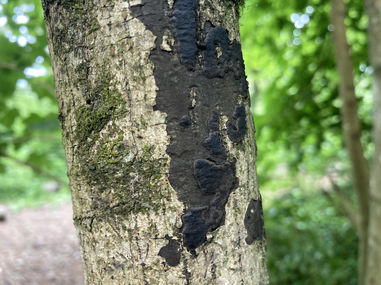 Registration Confirmation | WSU Urban Forest Health Lab | Washington ... Registration Confirmation | WSU Urban Forest Health Lab | Washington ...
