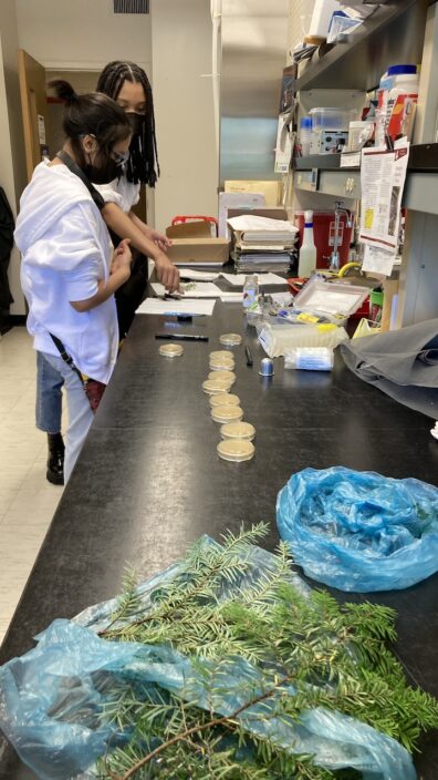 WSU Urban Forest Health Lab | Washington State University