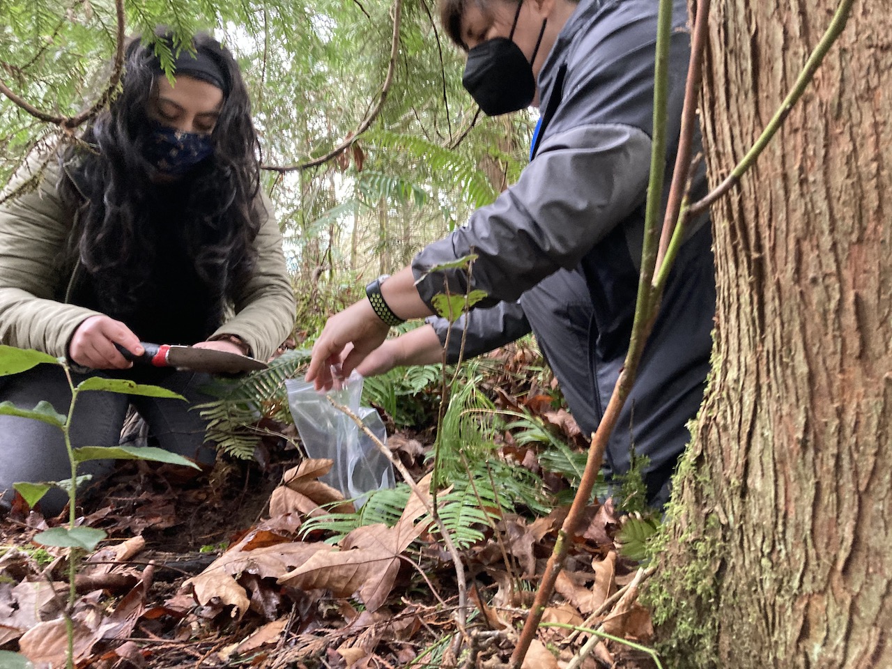Wsu Forest Health Lab Washington State University