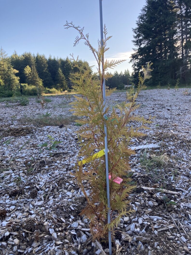 Open Redcedar Adaptation Network | WSU Forest Health Lab | Washington ...