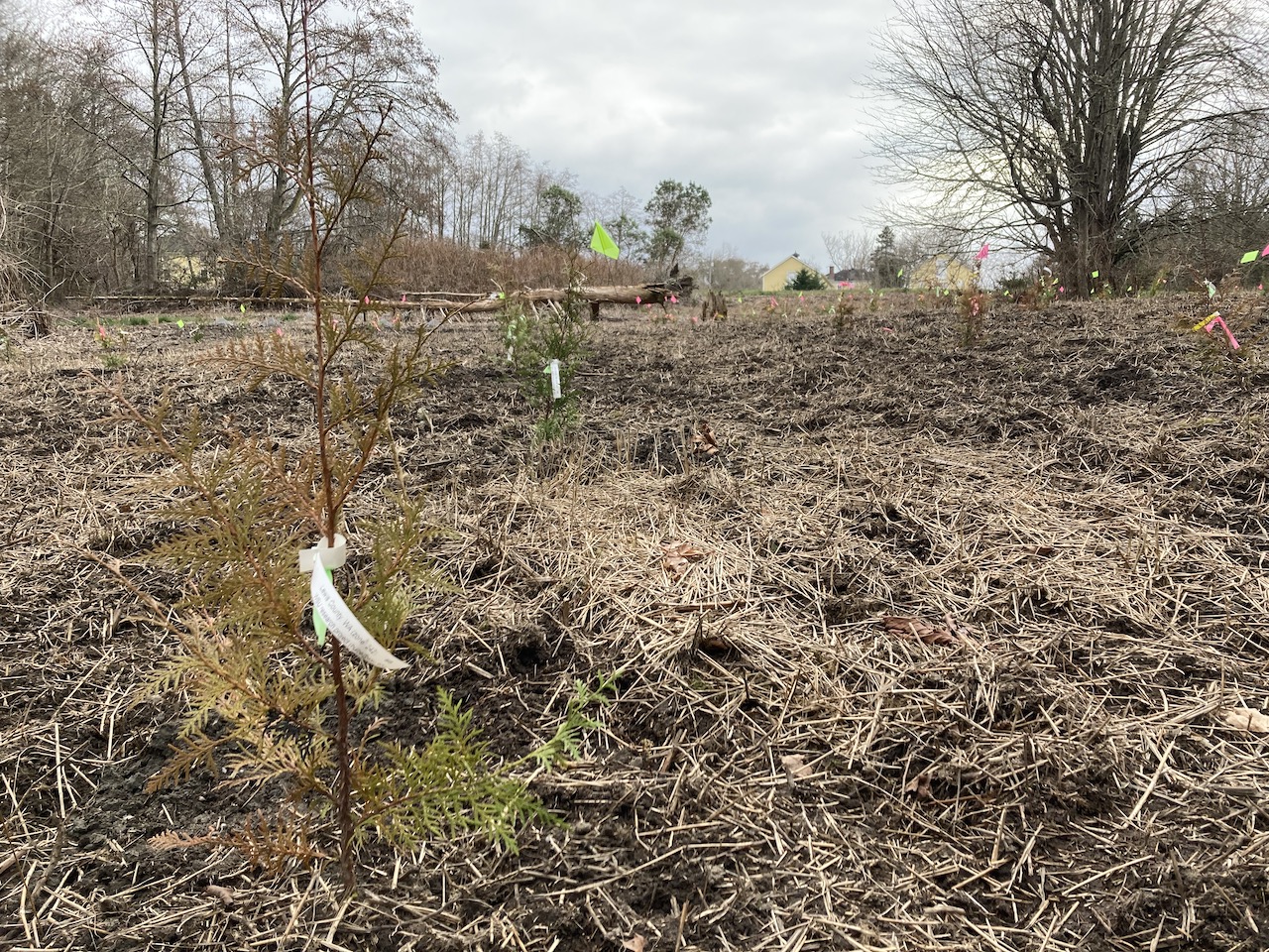 Climate Adaptation | WSU Urban Forest Health Lab | Washington State ... Climate Adaptation | WSU Urban Forest Health Lab | Washington State ...