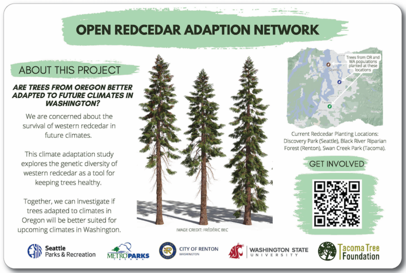 Open Redcedar Adaptation Network | WSU Forest Health Lab | Washington ...