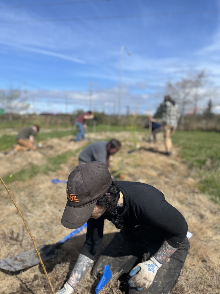 Sentinel Tree Project | WSU Forest Health Lab | Washington State University