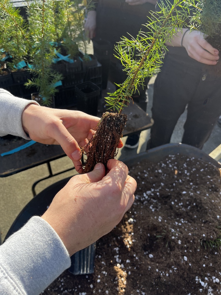 WSU Tree Equity Internships | WSU Forest Health Lab | Washington State ...