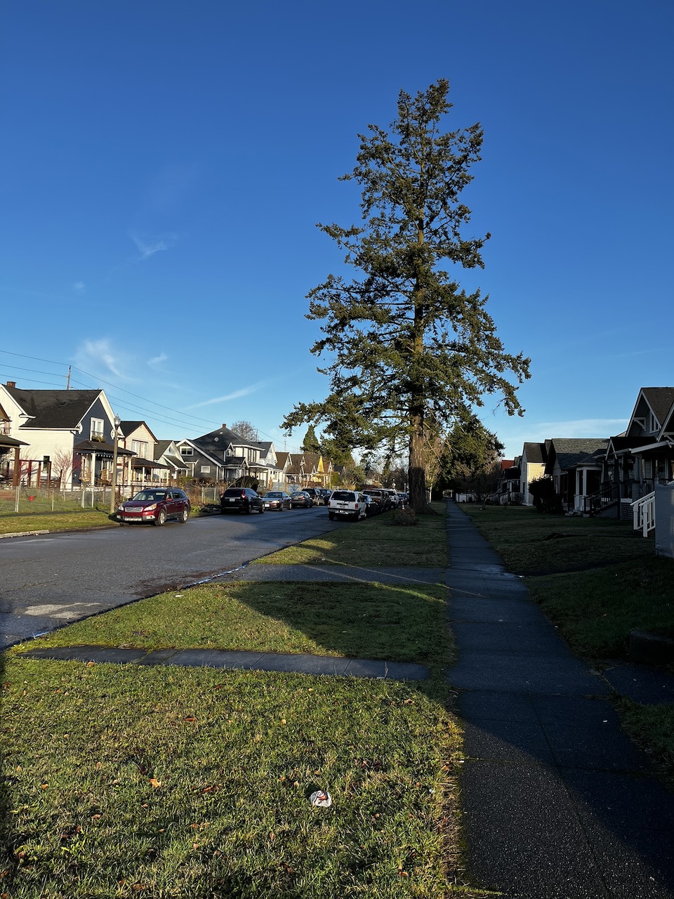 WSU Tree Equity Internships | WSU Forest Health Lab | Washington State ...