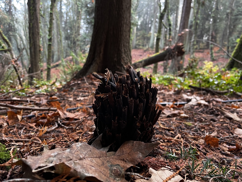 Western Sword Fern Dieback Research | WSU Urban Forest Health Lab ...