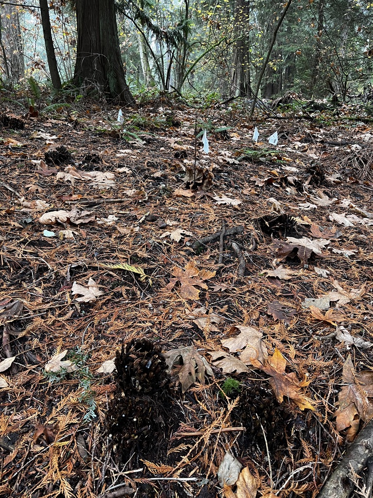 Sword Fern Dieback | WSU Urban Forest Health Lab | Washington State ...